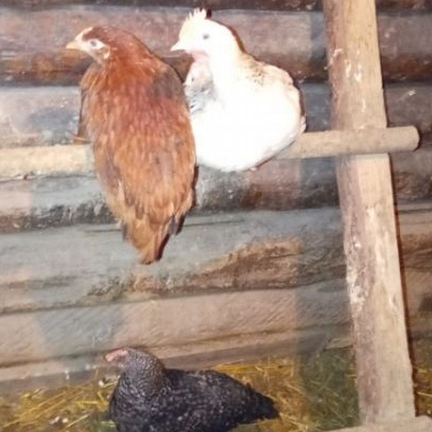 Курочки молодки