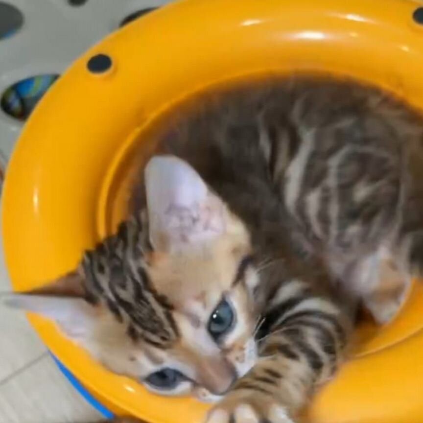 Бенгальские котята
