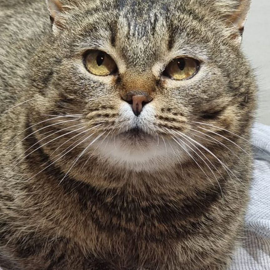 Кошка в добрые руки