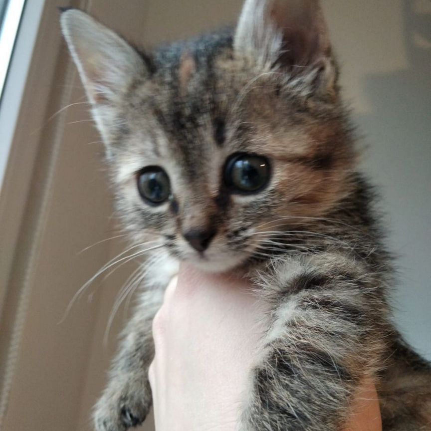 Котенок Мышка