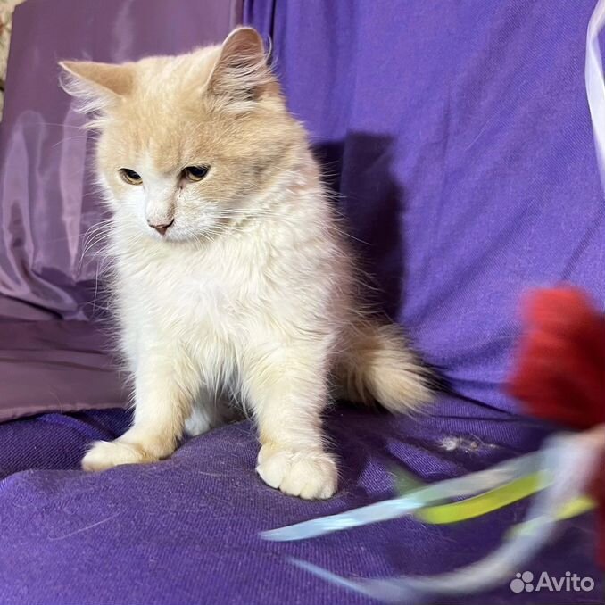 Персиковый котеночек ищет своих родителей