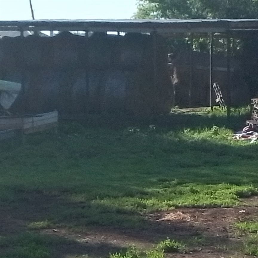 Сено,солома