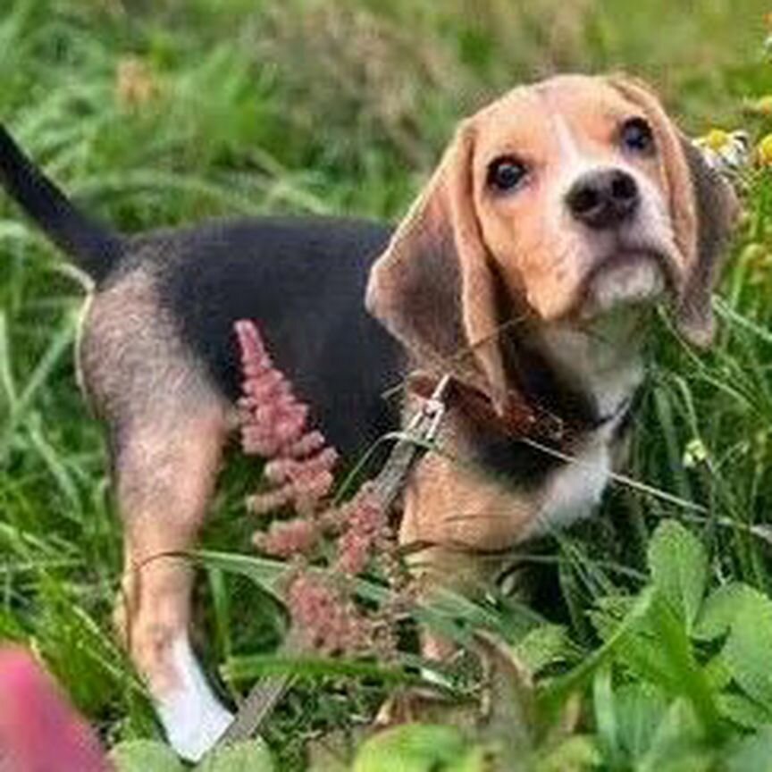 Бигль, щенок