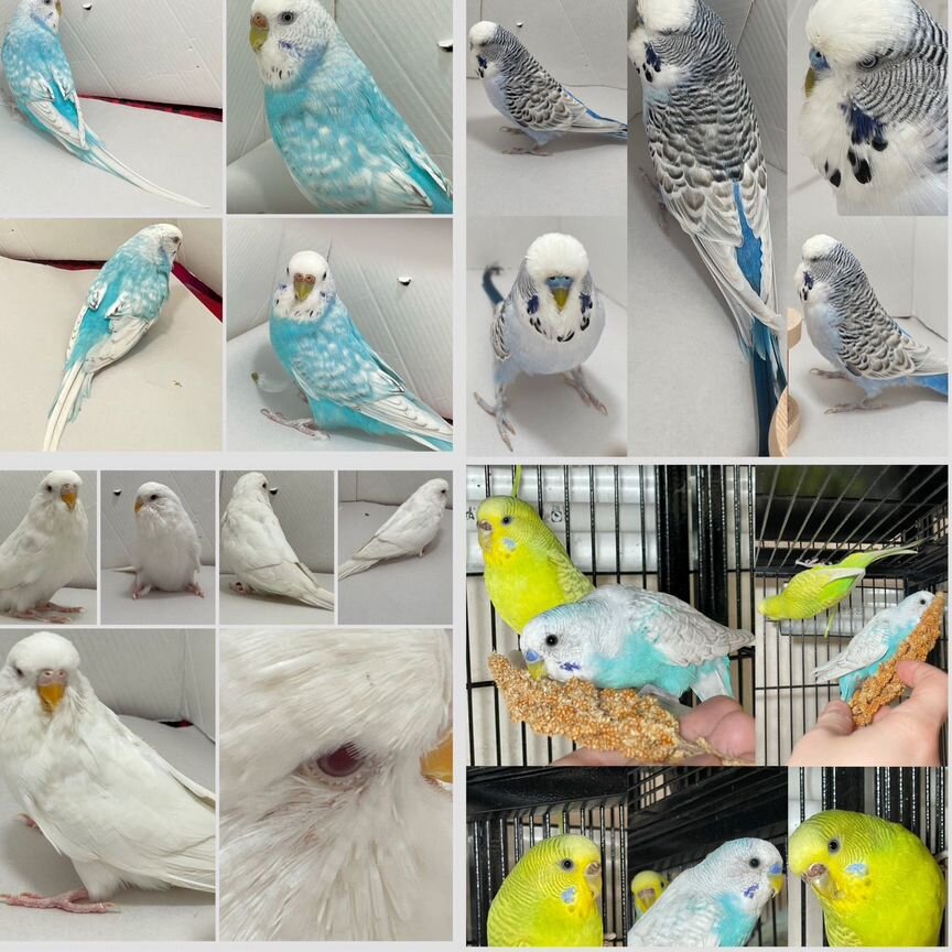 Волнистый попугай ввп чех клербоди, ино, спенгл