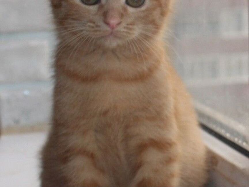 Котенок Иви,2.5-3 мес