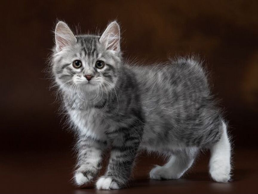 Курильский бобтейл