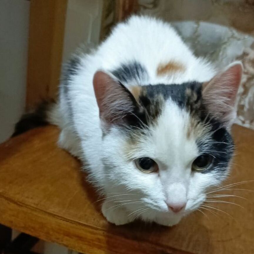 Кошечка 4 месяца