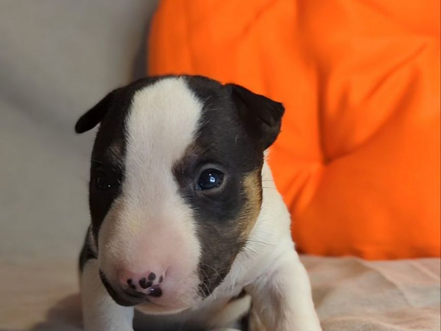 Миниатюрный бультерьер мальчик