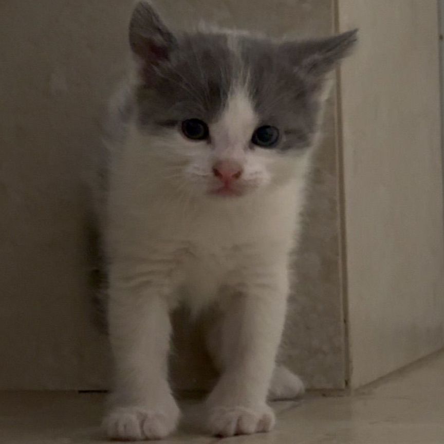 Котенок в добрые руки