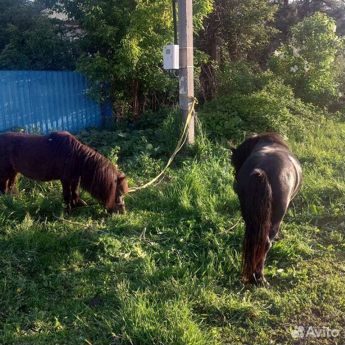 Продаю пони