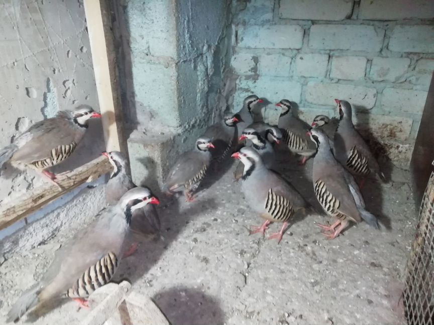 Кеклики (каменная куропатка)