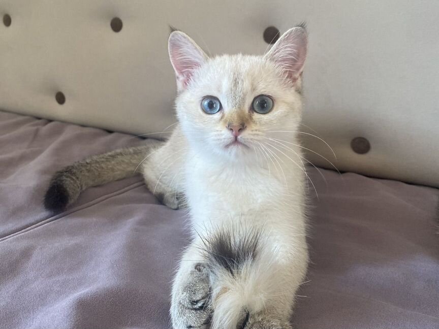 Котенок британской золотой шиншиллы