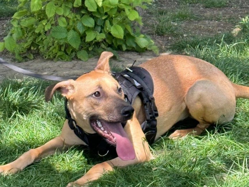 Метис стаффа на охрану