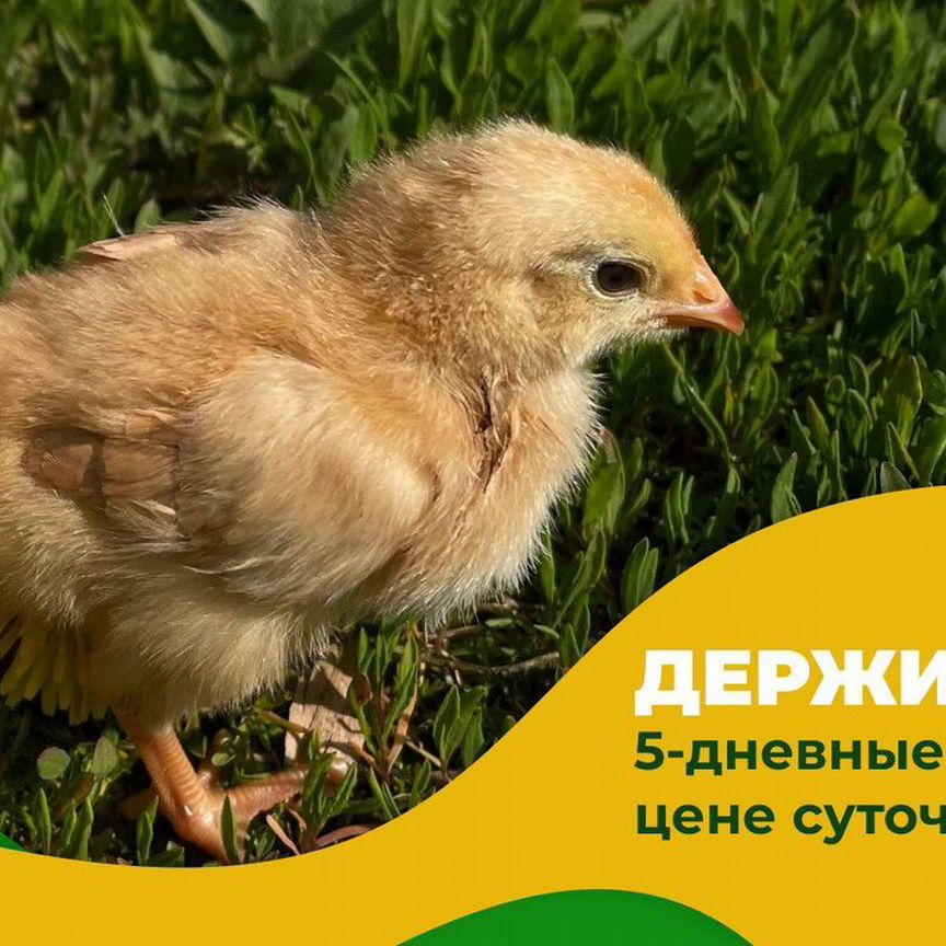 Цыплята Рэдбро суточные в наличие и под заказ