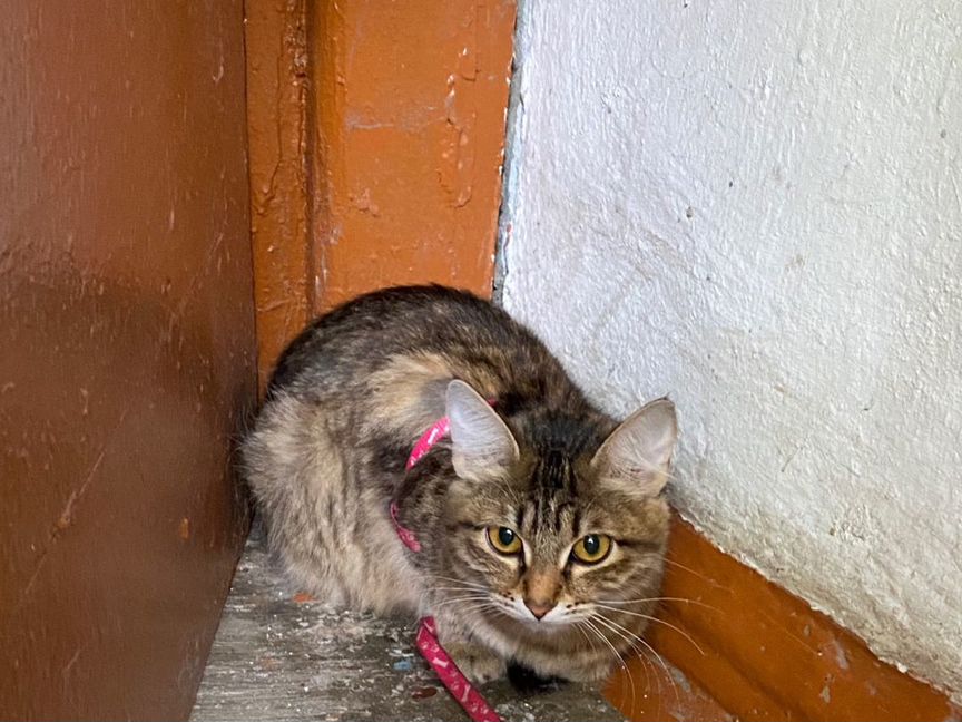 Кошка в дар бесплатно