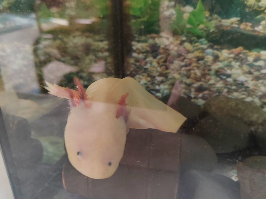 Аксолотль с аквариумом
