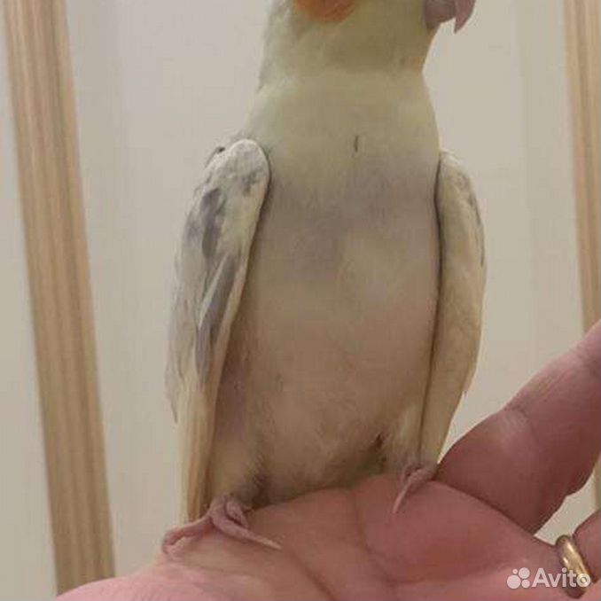 Попугай карелла самец