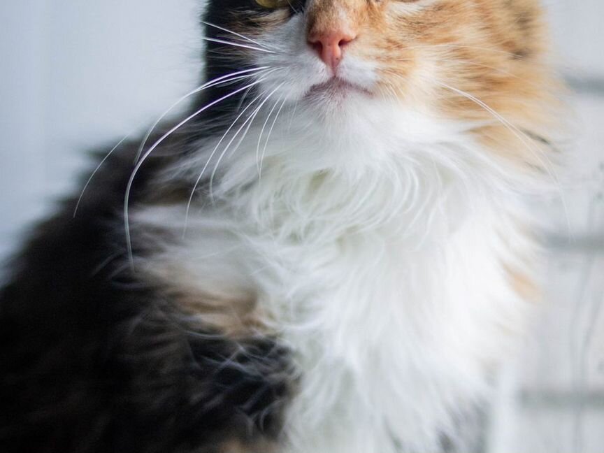 Ласкуша кошка Дина