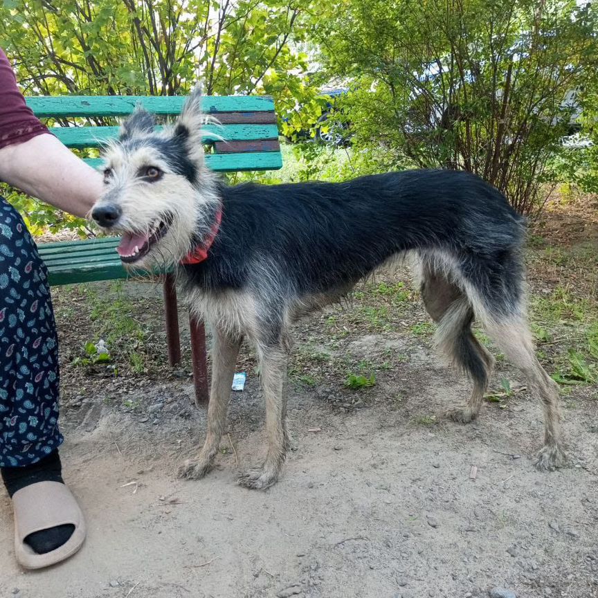 Потрясающая девочка в добрые руки