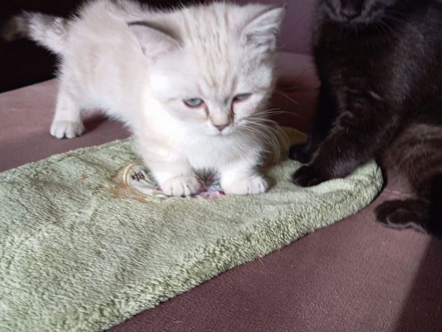 Котята породы манчкин