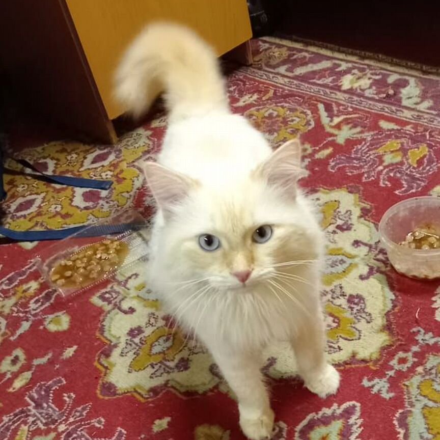 Котики бесплатно в добрые руки