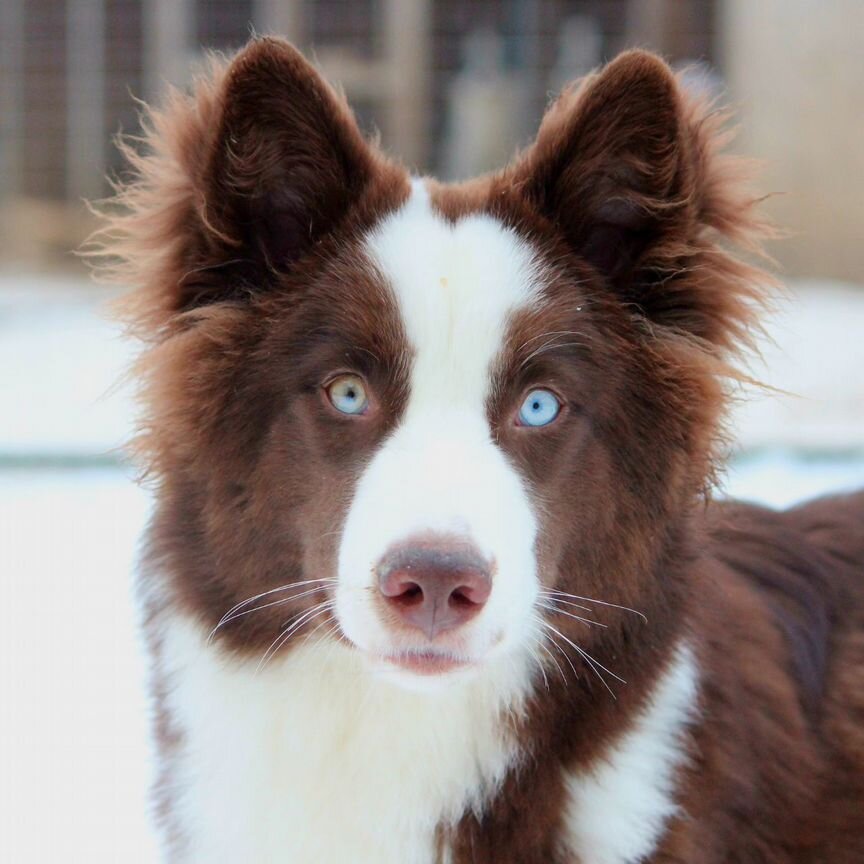 Якутская лайка