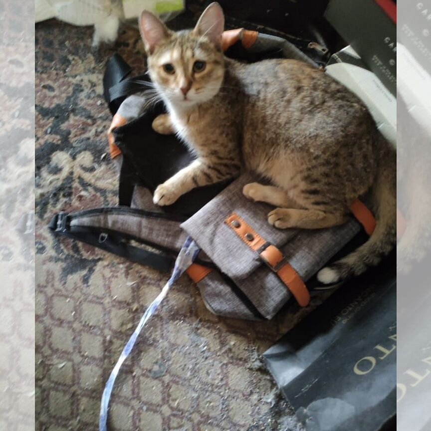 Кошечка в добрые руки