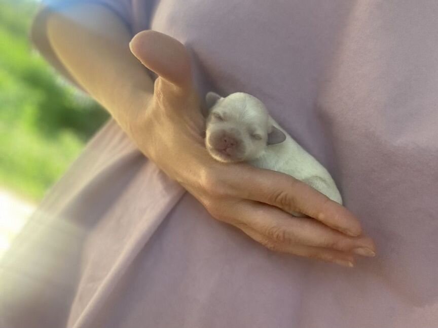 Милая девочка мальтипу ф1