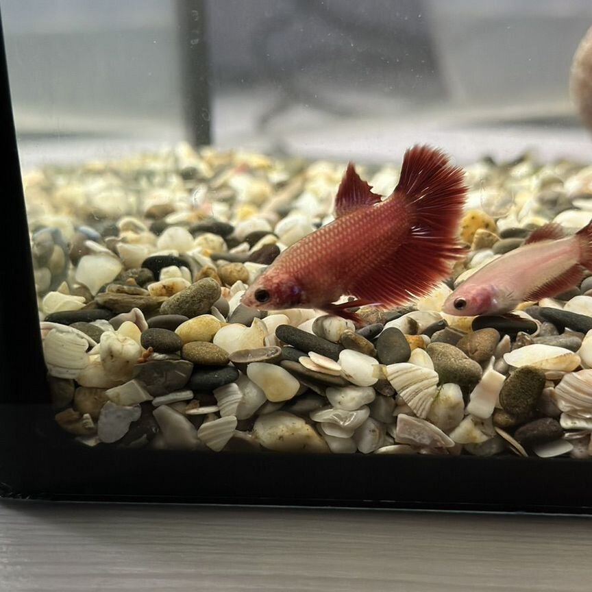 Рыбка петушок самцы и самки