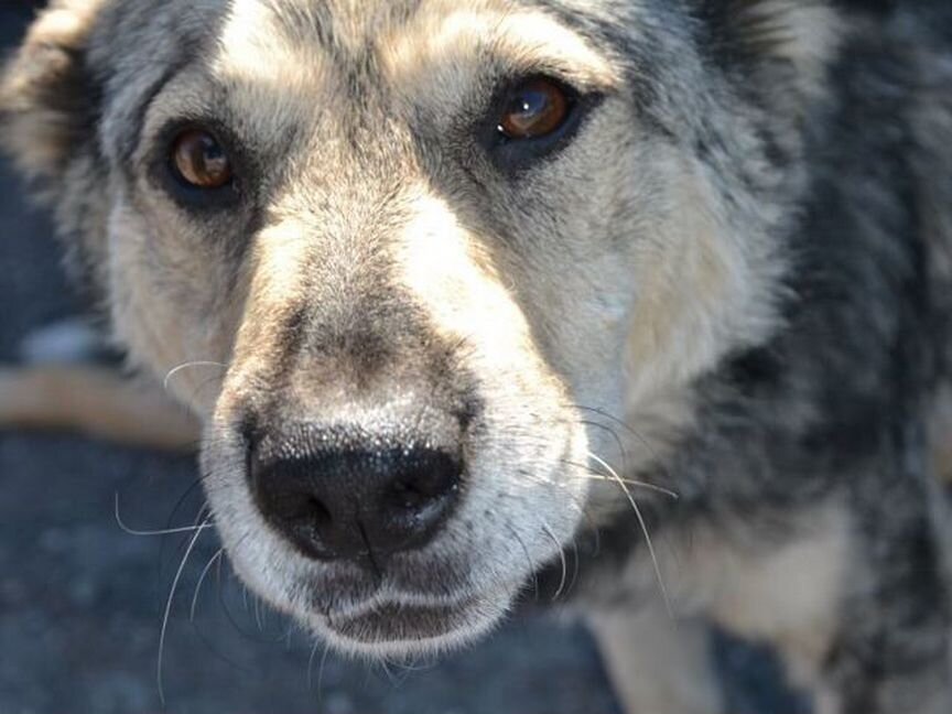 Тарасик ищет дом