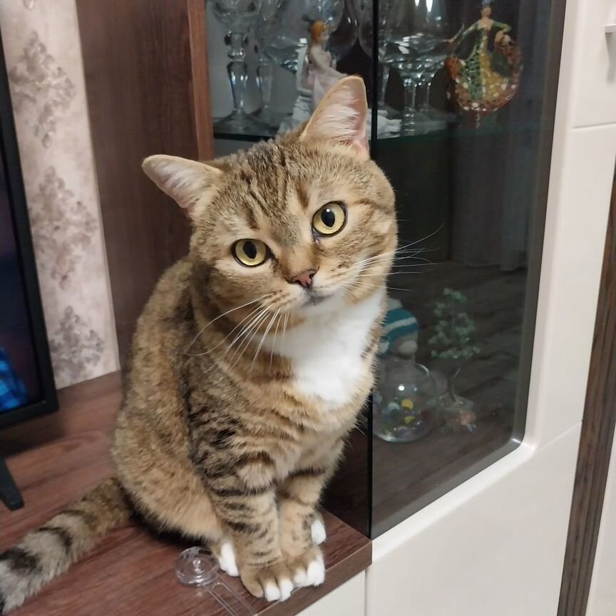 Кошка Тэфи ищет семью