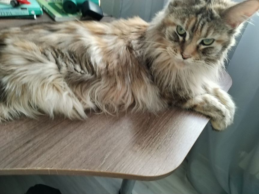 Мэйнкун кошка в добрые руки
