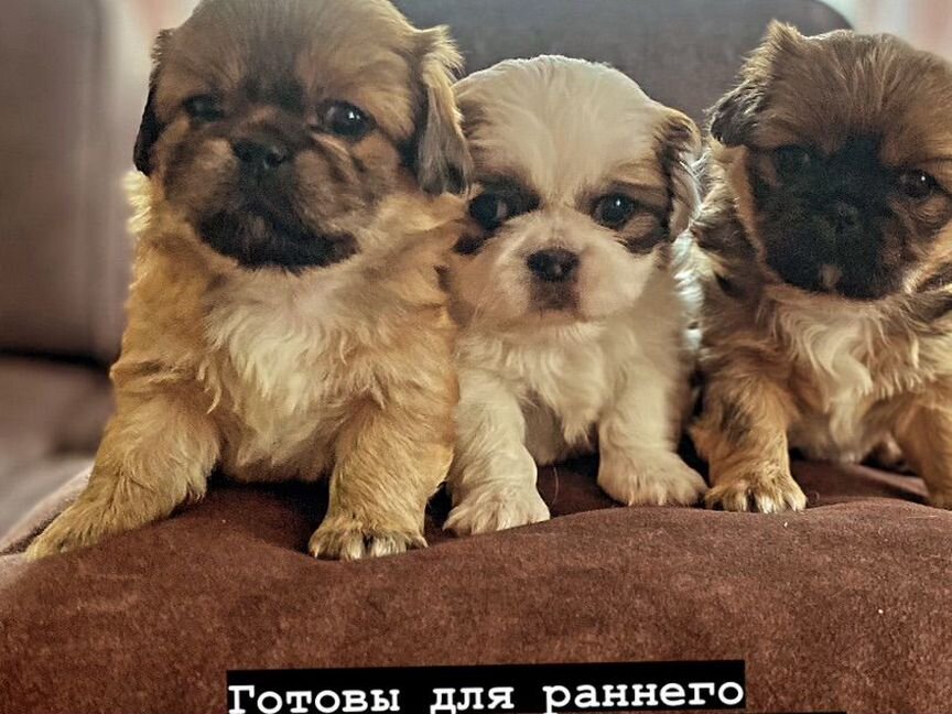 Щенки пекинеса