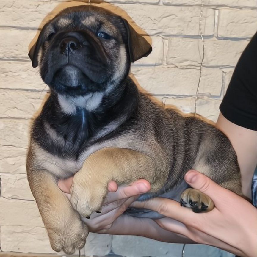 Ка-де-бо, щенок