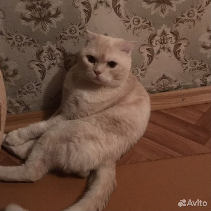 Шотландский вислоухий кот длинно шерстный
