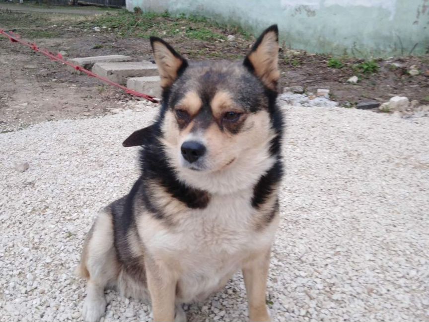 Плюша ищет дом