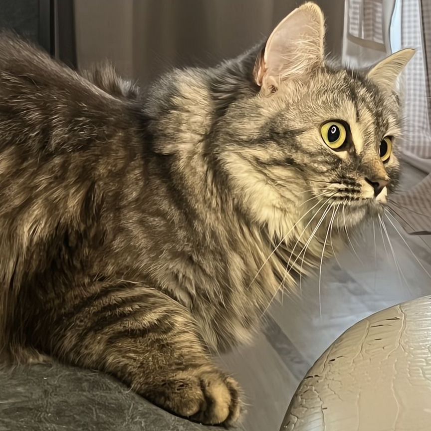 Сибирская, взрослая кошка