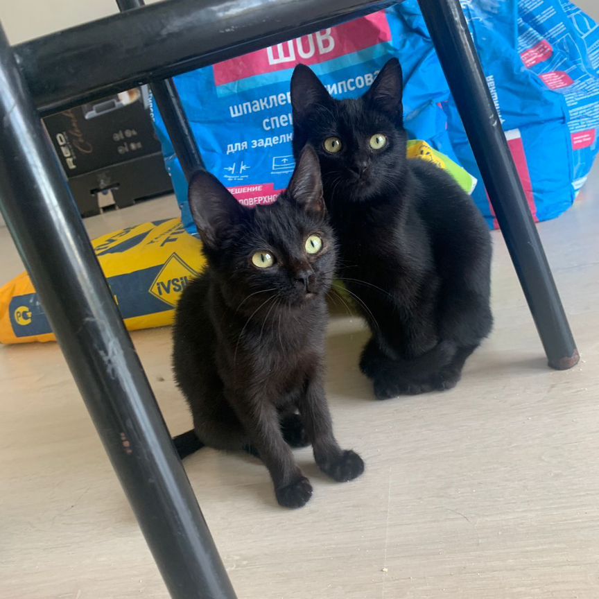 Черные котята девочки