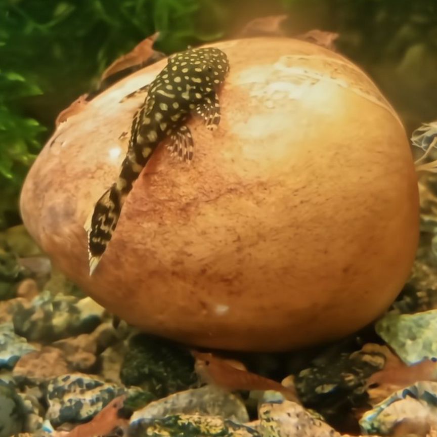 Анциструс 2-3 см в дар