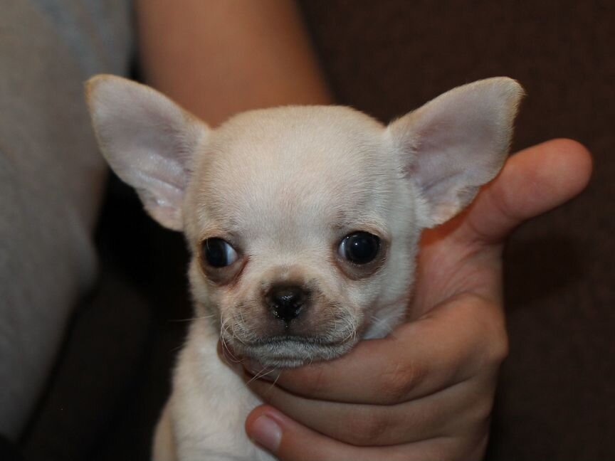Кукольные чихуахуа