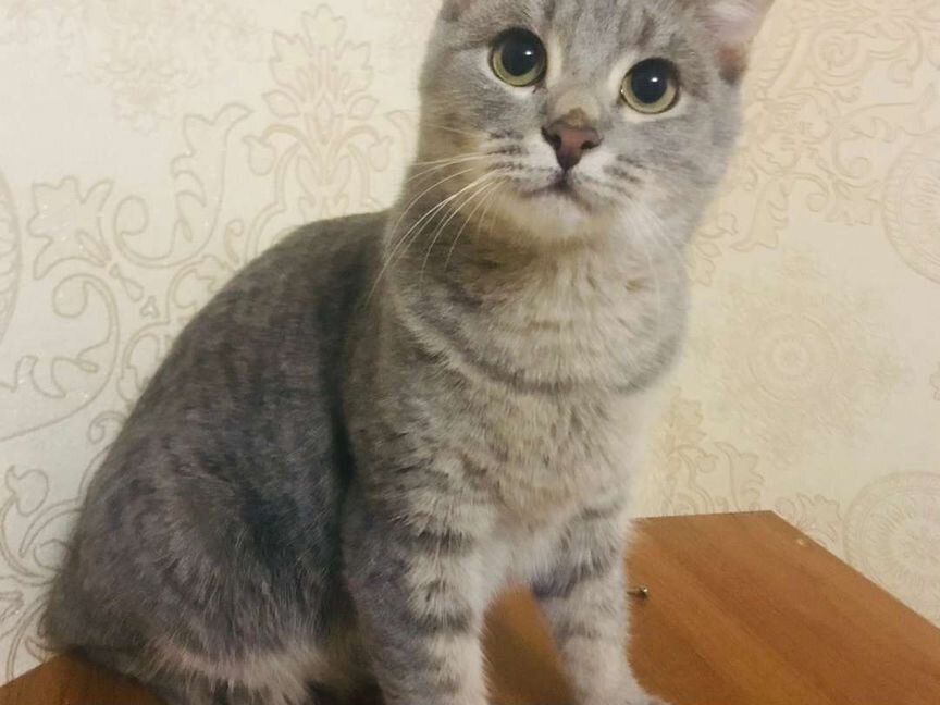 Кот Гоша