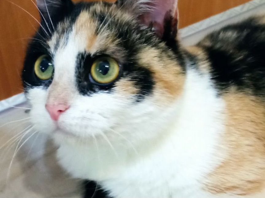 Кошкалиса в семью