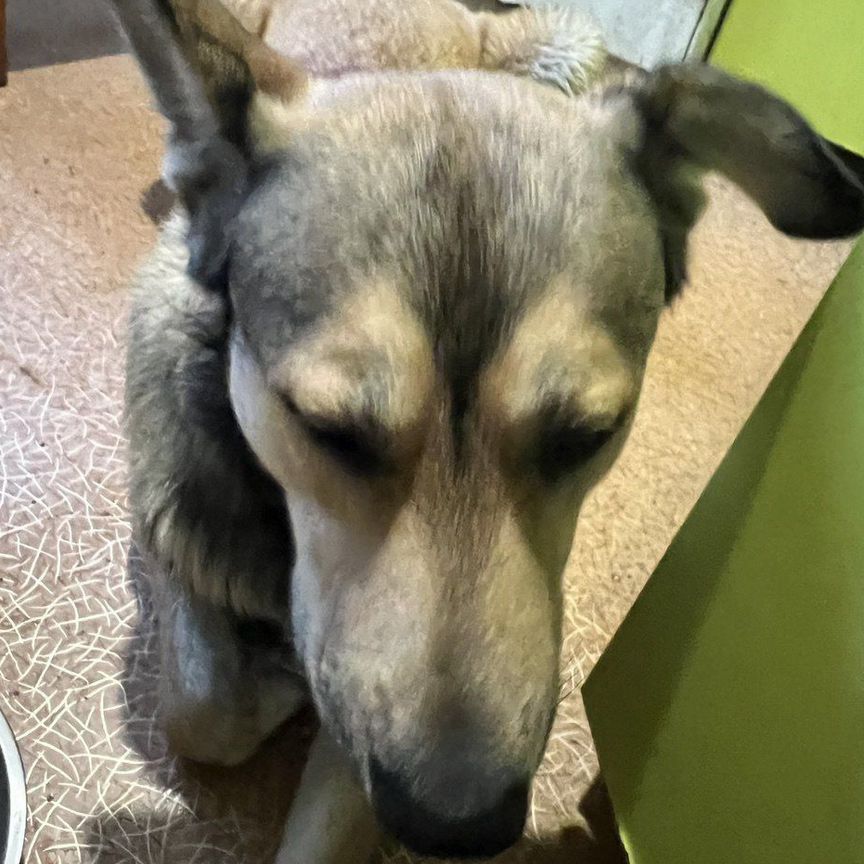 Взрослый пёс в добрые руки