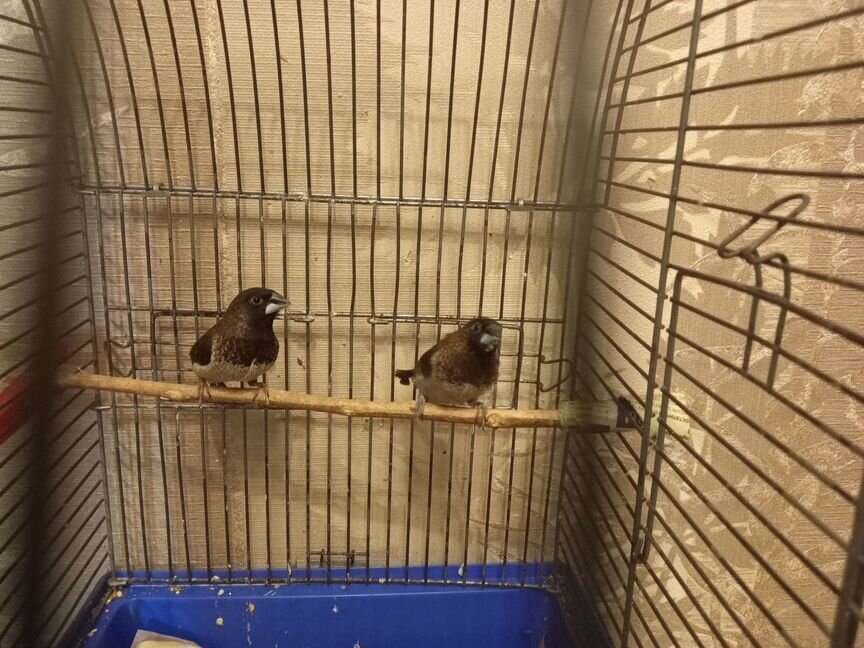 Японские амадины