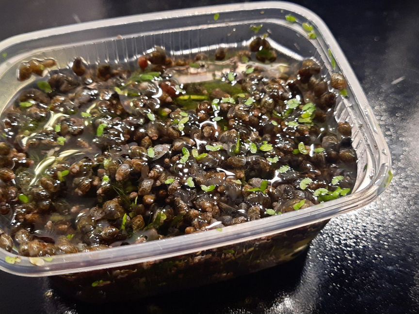 Улитки и ряска