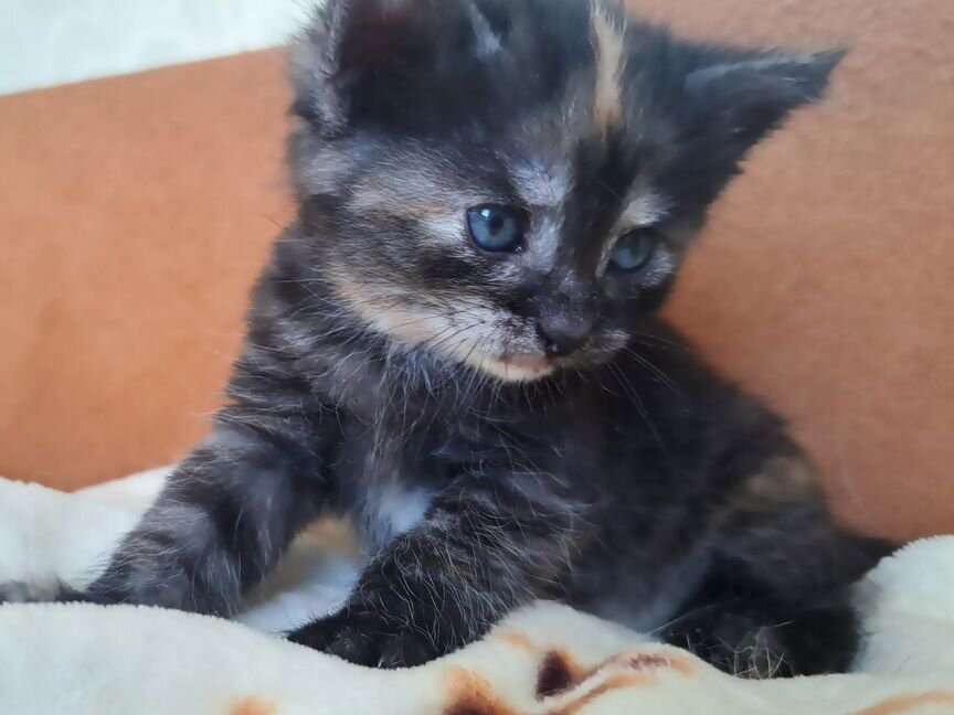 Котенок девочка в добрые руки