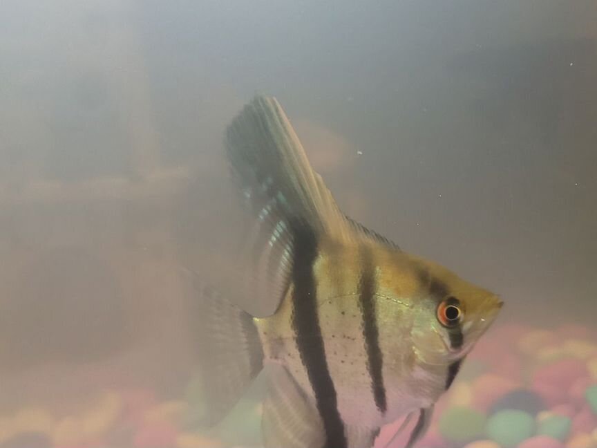 Аквариумные рыбки скалярии