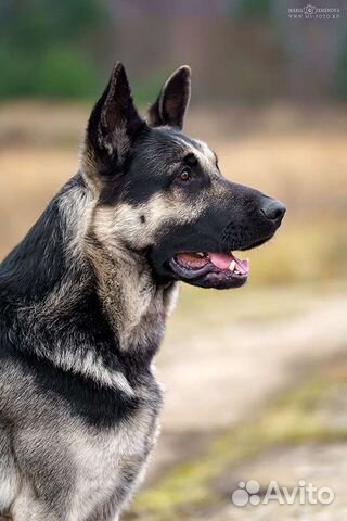 Восточноевропейская овчарка щенки