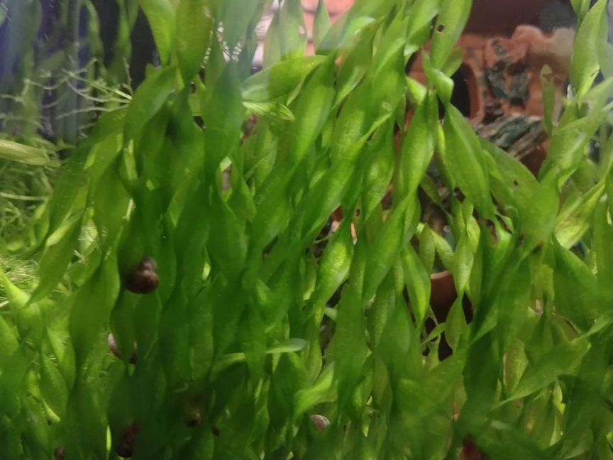 Эхинодорус везувий