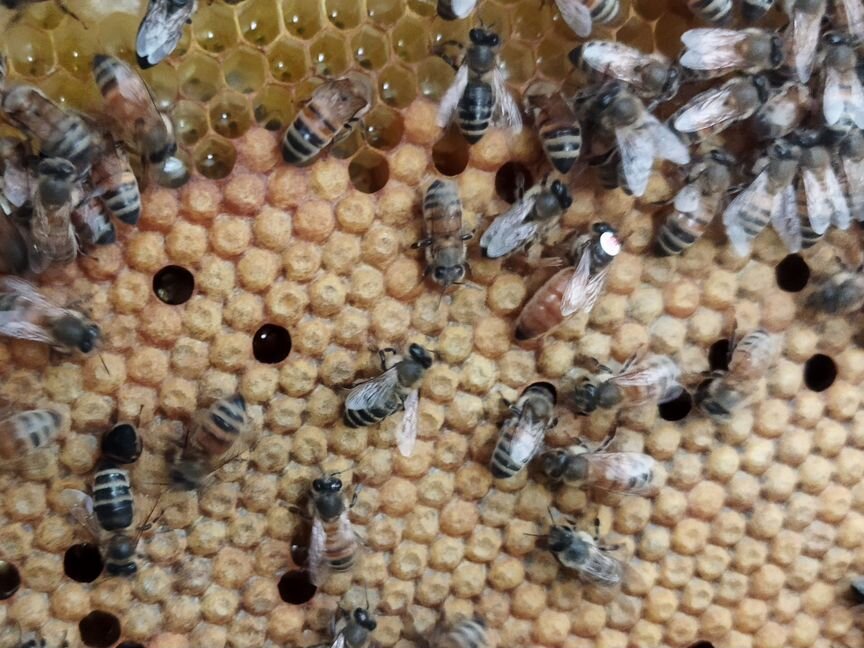 Пчелопакеты